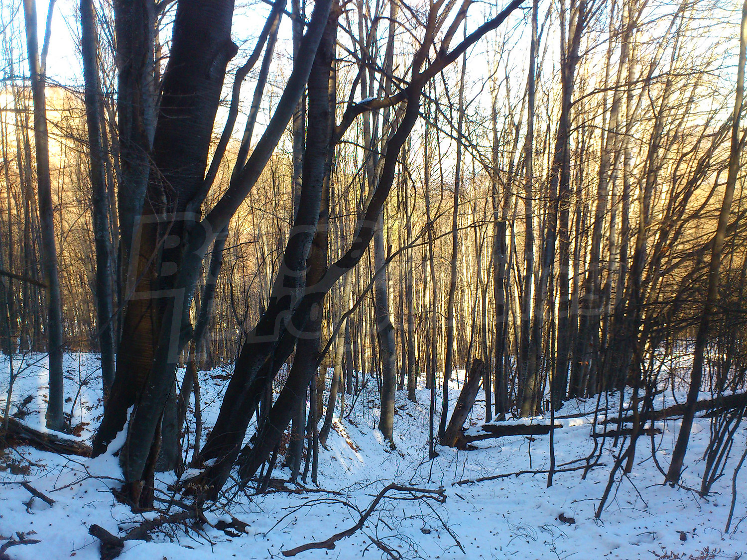 Forest for sale near Apriltsi, Bulgaria. 160 years old forest with oak ...