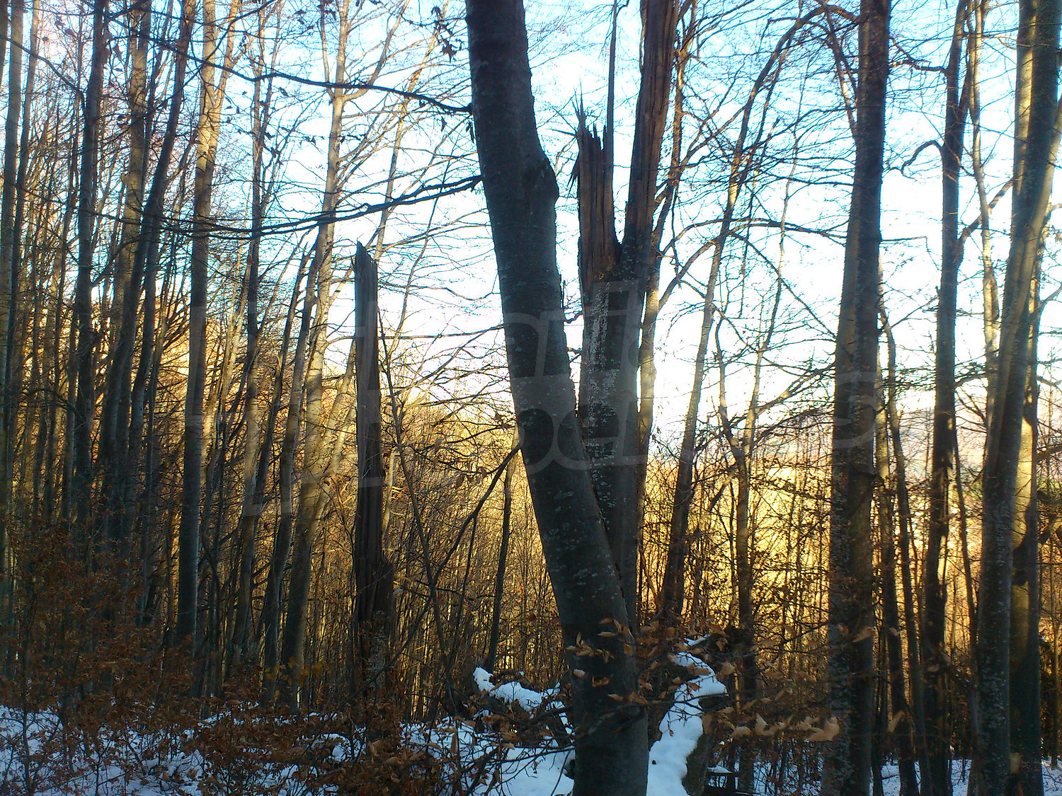 Forest for sale near Apriltsi, Bulgaria. 160 years old forest with oak ...