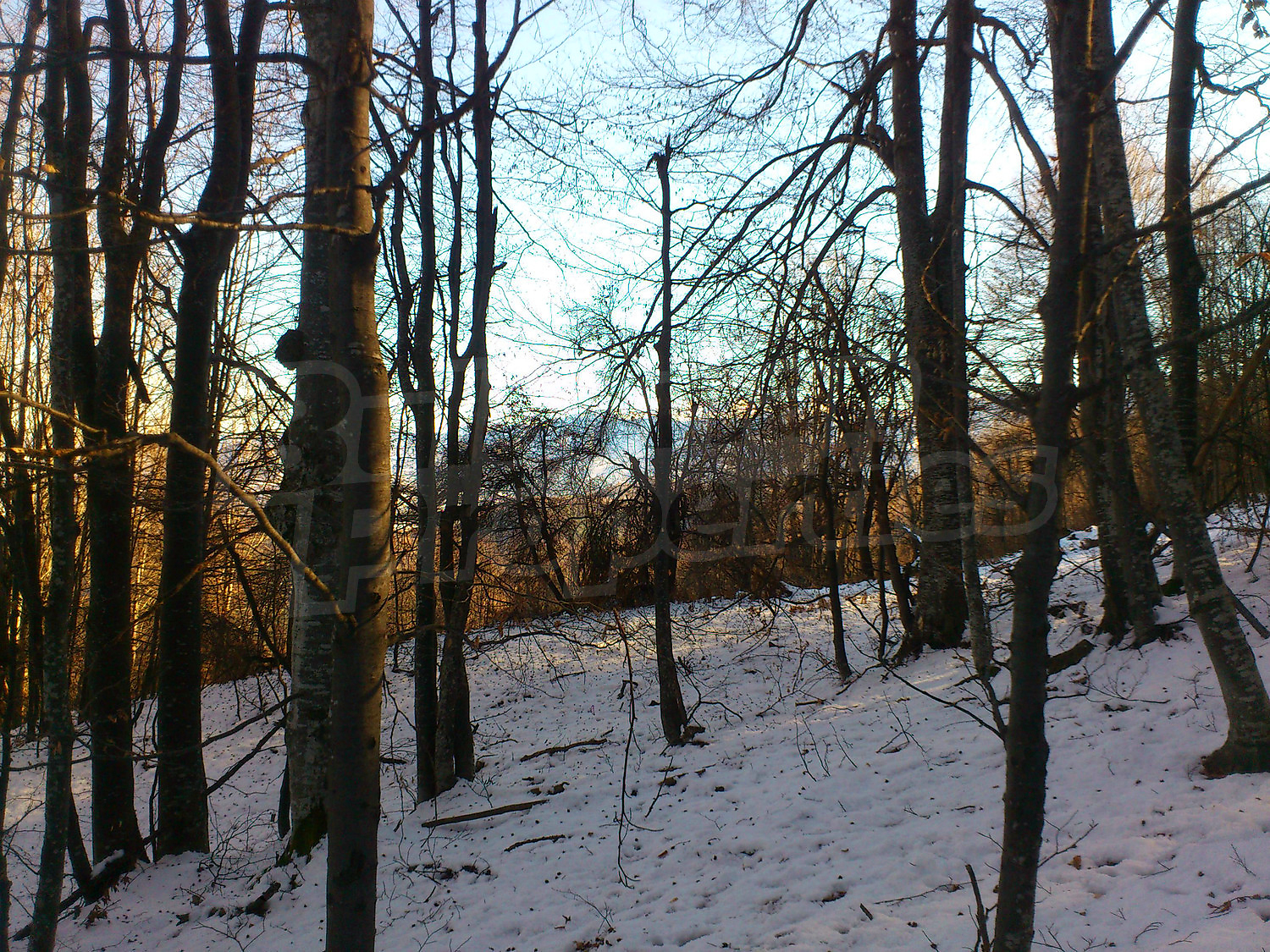 Forest for sale near Apriltsi, Bulgaria. 160 years old forest with oak ...