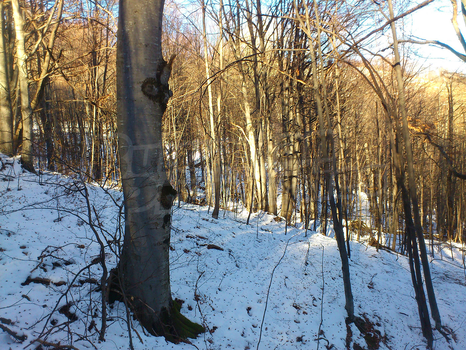 Forest for sale near Apriltsi, Bulgaria. 160 years old forest with oak ...