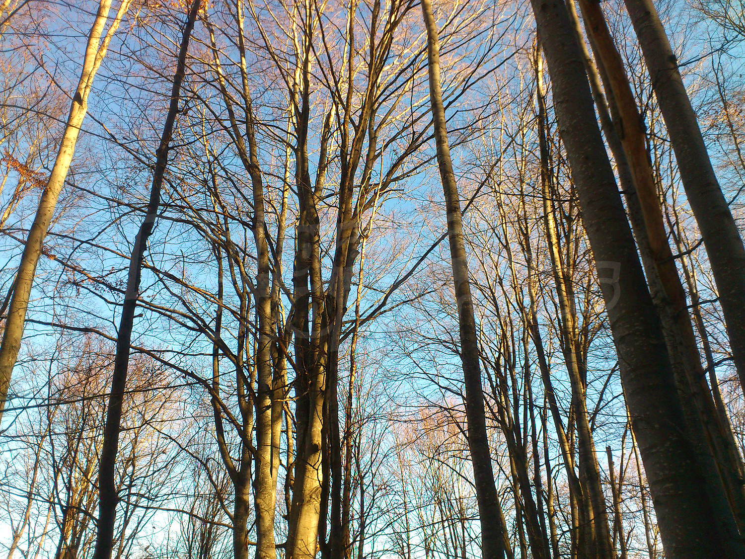 Forest for sale near Apriltsi, Bulgaria. 160 years old forest with oak ...