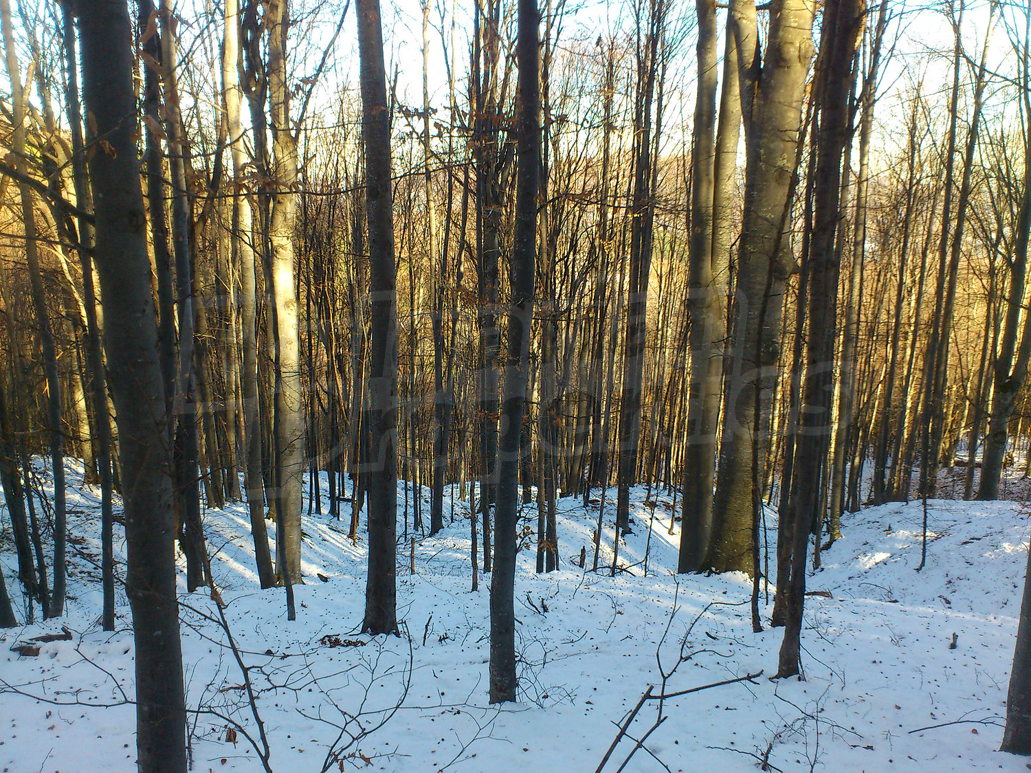 Forest for sale near Apriltsi, Bulgaria. 160 years old forest with oak ...